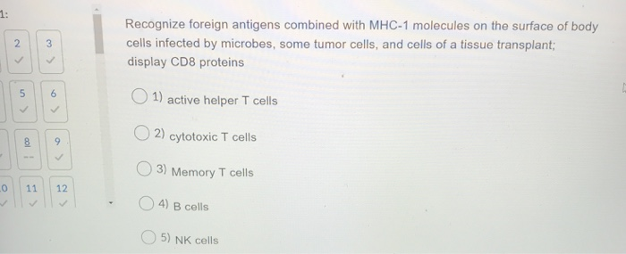 Solved Recognize foreign antigens combined with MHC-1 | Chegg.com