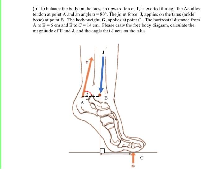 Solved (b) To balance the body on the toes, an upward force, | Chegg.com