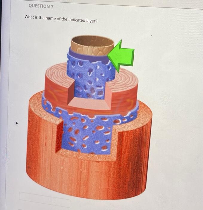 Solved What is the name of the indicated layer? | Chegg.com