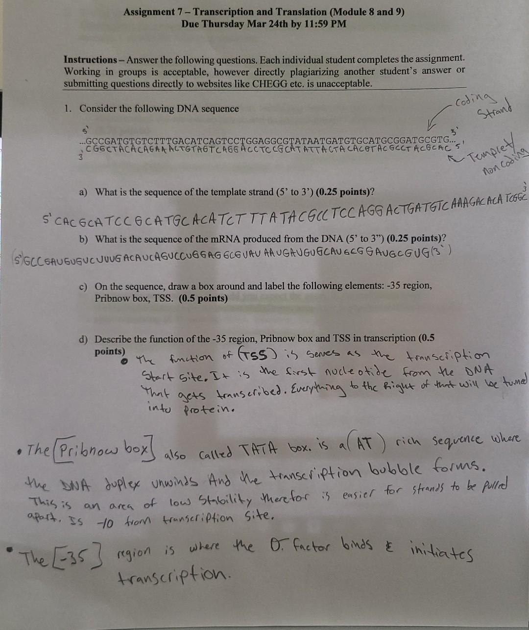 Solved Assignment 7 - Transcription and Translation (Module | Chegg.com