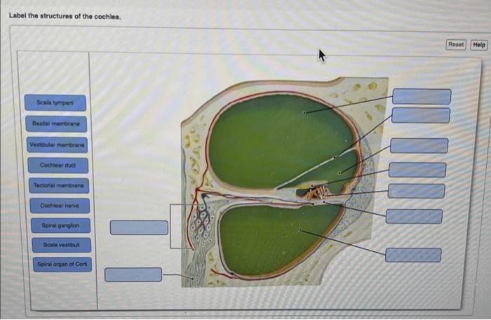 Solved Label the structures of the cochlea. | Chegg.com