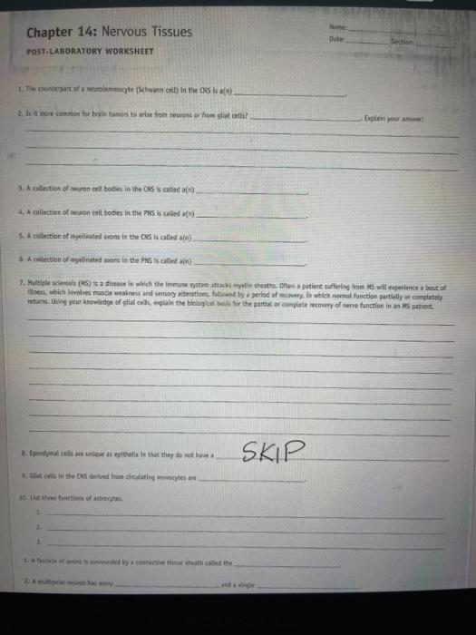 Chapter 14: Nervous Tissues POST-LABORATORY WORKSHEET | Chegg.com