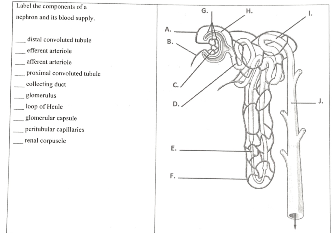 Solved Label the components of a nephron and its blood | Chegg.com