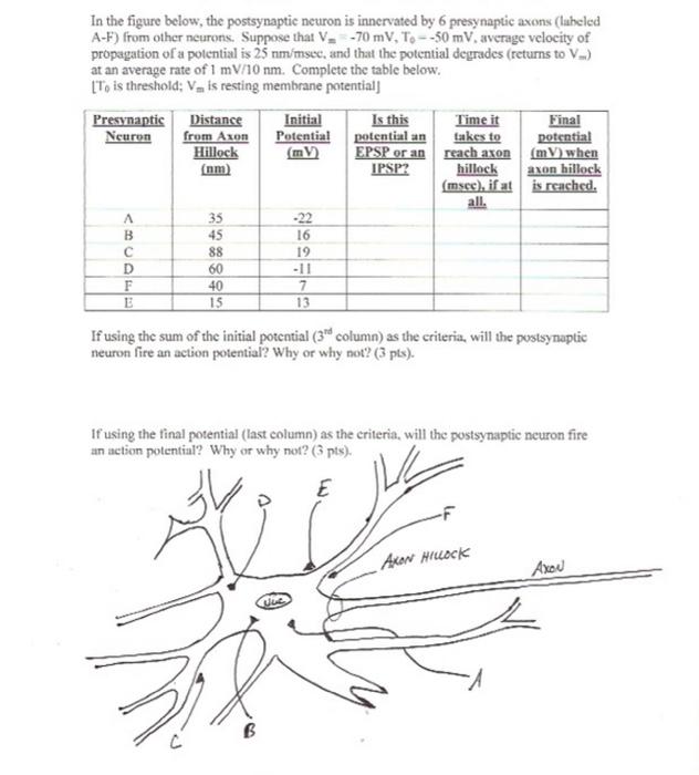 Solved In the figure below, the postsynaptic neuron is | Chegg.com
