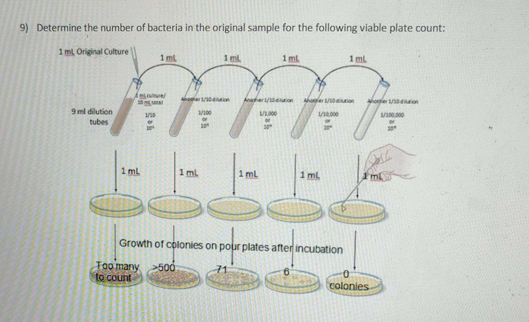 Solved 9) Determine the number of bacteria in the original | Chegg.com