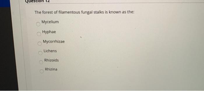 Solved estion The forest of filamentous fungal stalks is | Chegg.com