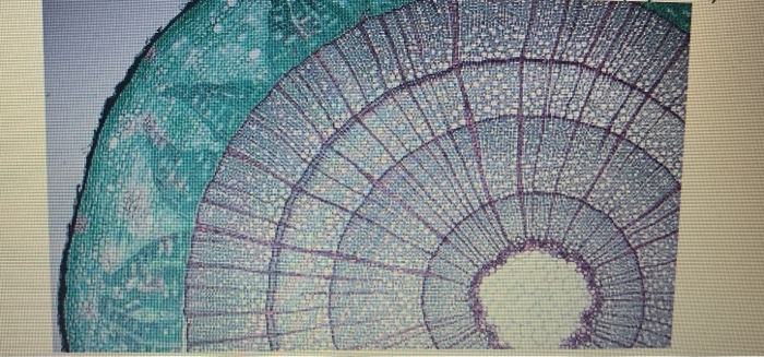 Solved label a picture of a woody eudicot stem cross section | Chegg.com