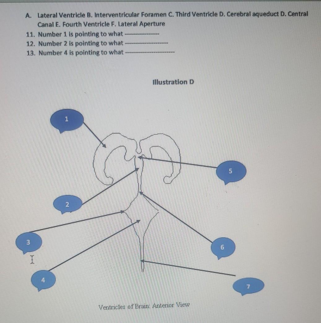 Solved A. Lateral Ventricle B. Interventricular Foramen C. | Chegg.com