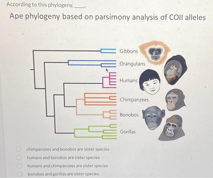 Solved Ape phylogeny based on parsimony analysis of COII | Chegg.com