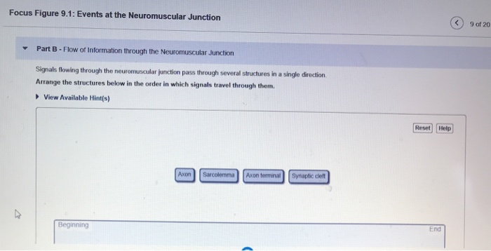 Solved Focus Figure 9.1: Events at the Neuromuscular | Chegg.com