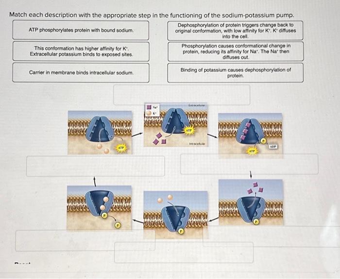 Solved Match each description with the appropriate step in | Chegg.com