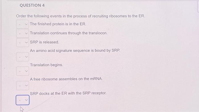 Solved Order the following events in the process of | Chegg.com