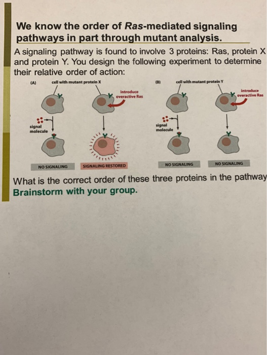 Solved We know the order of Ras-mediated signaling pathways | Chegg.com