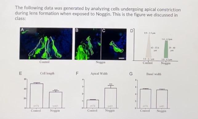 Solved based off the studies above does BMP play the same | Chegg.com