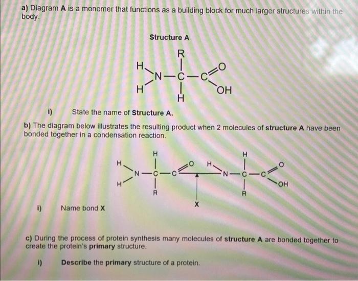 Solved a) Diagram A is a monomer that functions as a | Chegg.com