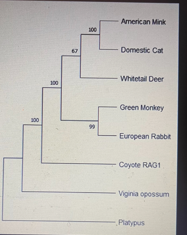 Solved Please make own tree and ploy the physical traits on | Chegg.com