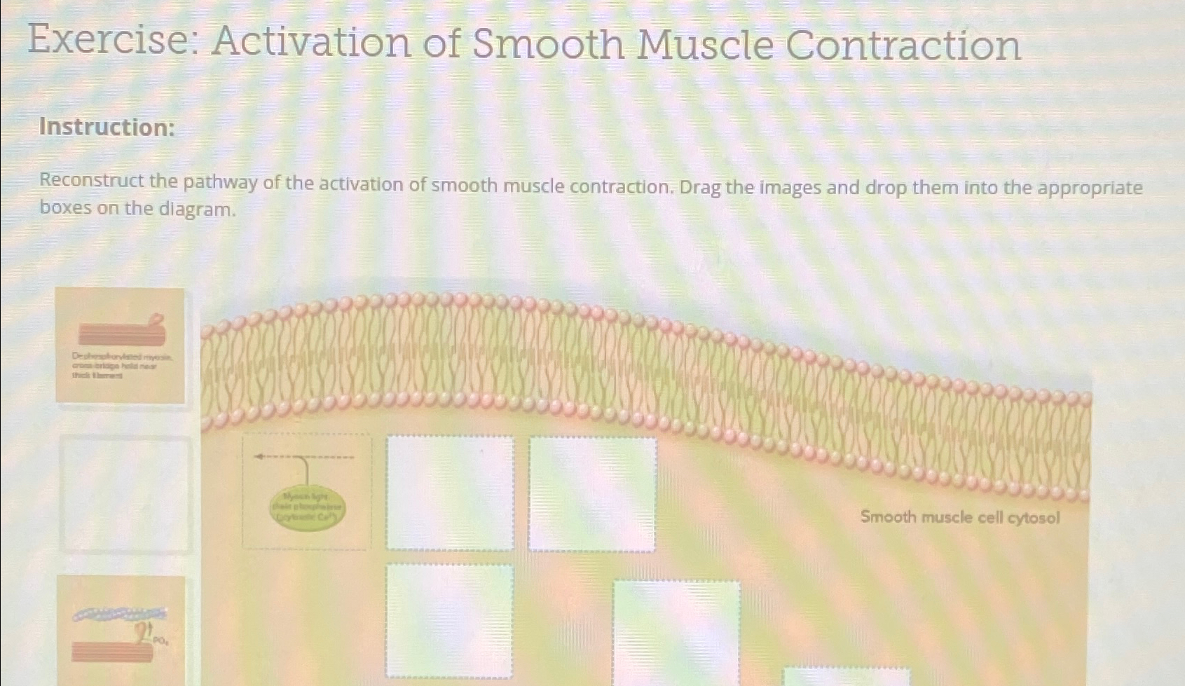 Solved Exercise: Activation of Smooth Muscle | Chegg.com