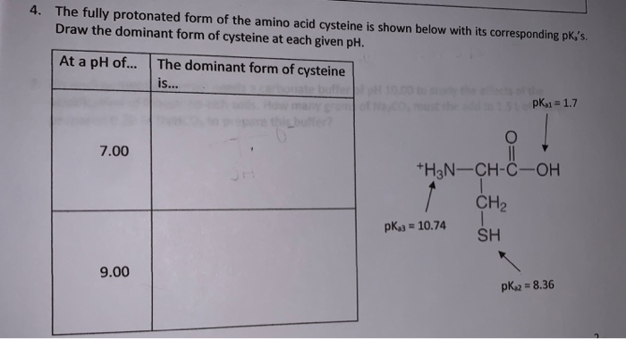 Solved 4. The fully protonated form of the amino acid | Chegg.com