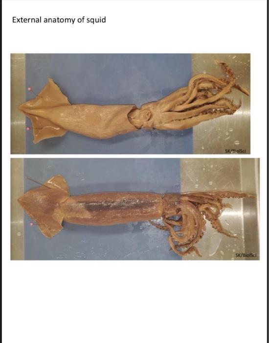 Solved External anatomy of squid SK/Biolci SK/Biold | Chegg.com