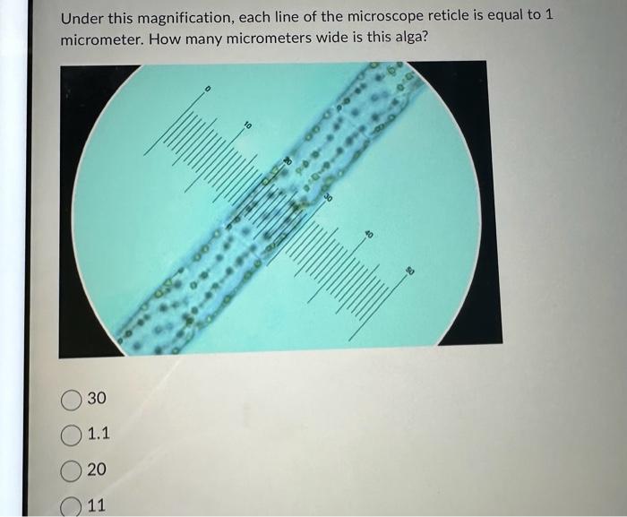 Solved Under this magnification, each line of the microscope | Chegg.com