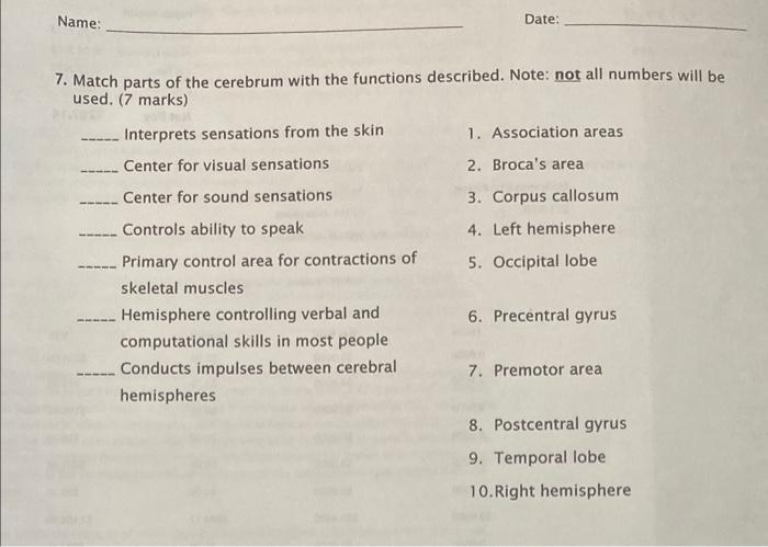 Solved 7. Match parts of the cerebrum with the functions | Chegg.com