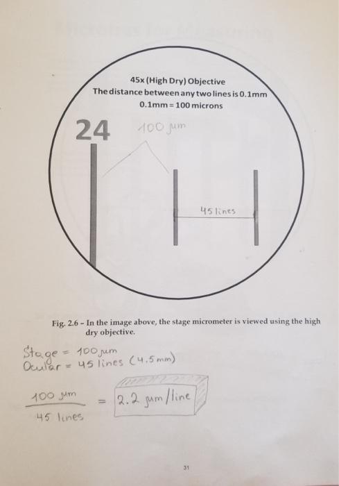 WORKSHEET Exercise 2 Microscopic Technique, | Chegg.com