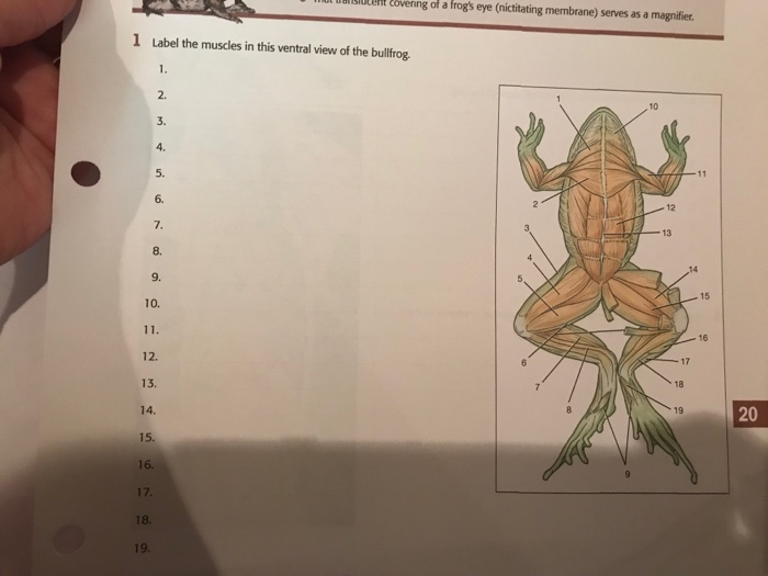 Solved Covening of a frogs eye (nictitating membrane) serves | Chegg.com