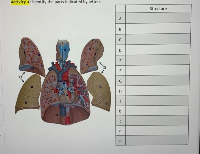 Solved Activity 4: Identify the parts indicated by letters | Chegg.com