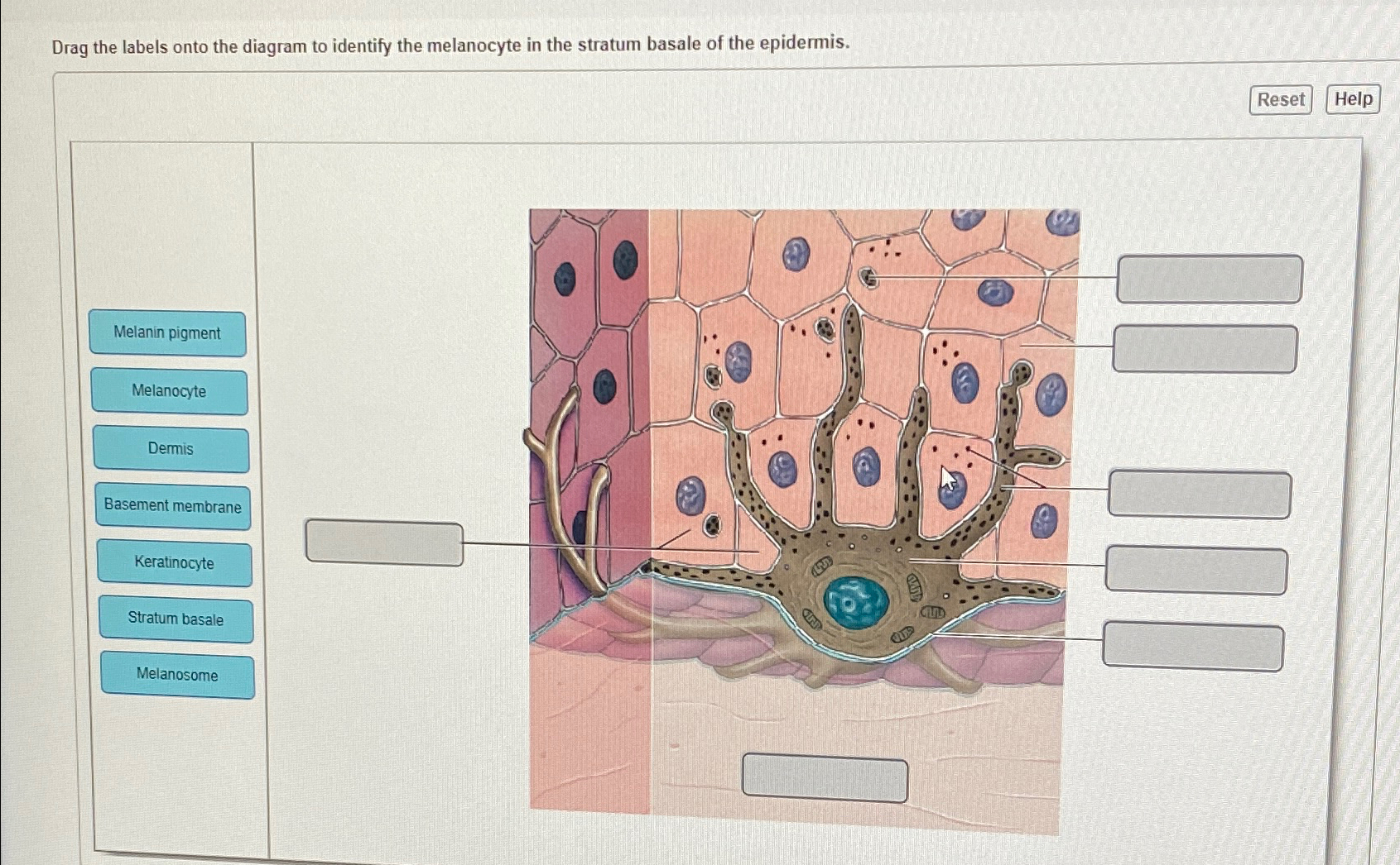 Solved Drag the labels onto the diagram to identify the | Chegg.com