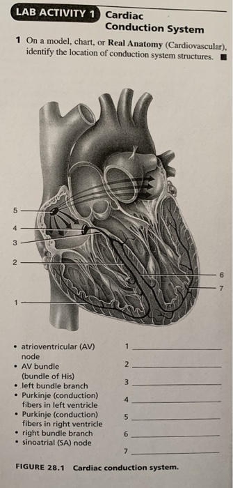 Solved LAB ACTIVITY 1 Cardiac Conduction System 1 On a | Chegg.com