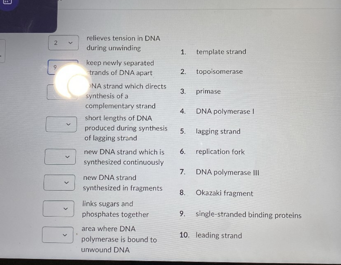 Solved relieves tension in DNA during unwindingtemplate | Chegg.com