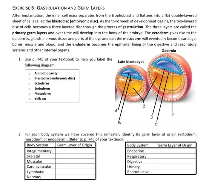 Solved EXERCISE 6: GASTRULATION AND GERM LAYERS After | Chegg.com
