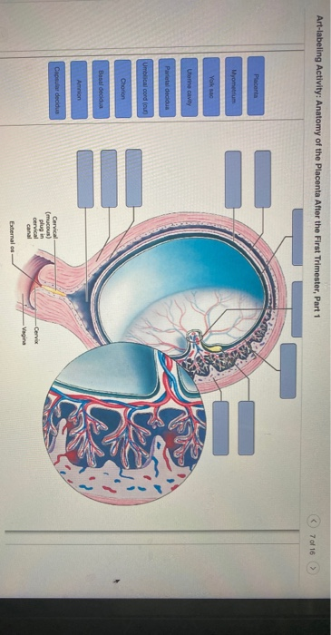 Solved Art-labeling Activity: Anatomy of the Placenta After | Chegg.com