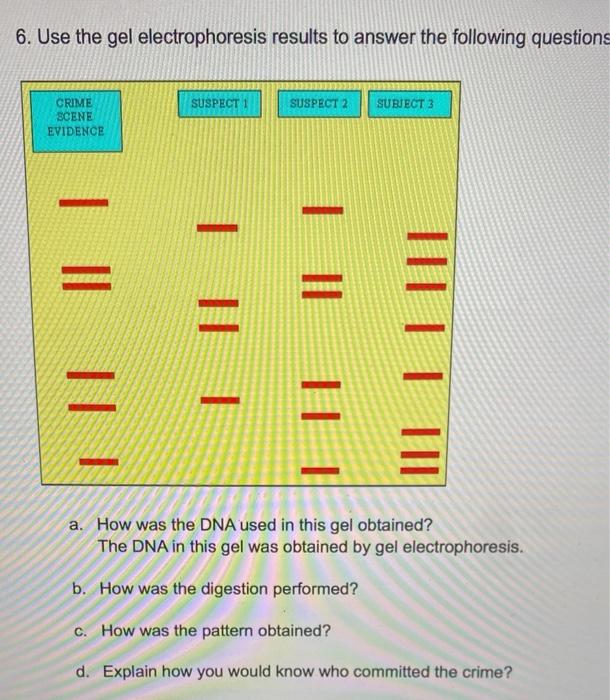Solved 6. Use the gel electrophoresis results to answer the | Chegg.com