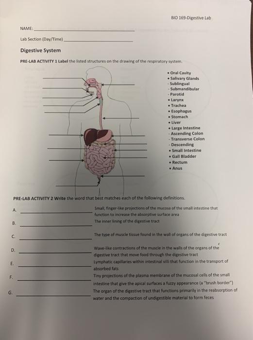 BIO 169-Digestive Lab NAME Lab Section (Day/Time) | Chegg.com BIO 169-Digestive Lab NAME Lab Section (Day/Time) | Chegg.com