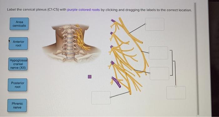 Solved Label the cervical plexus (C1-C5) with purple colored | Chegg.com