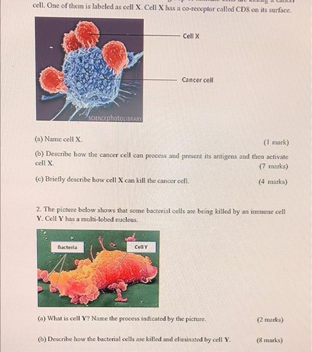 Solved cell. One of them is labeled as cell X. Cell X has a | Chegg.com