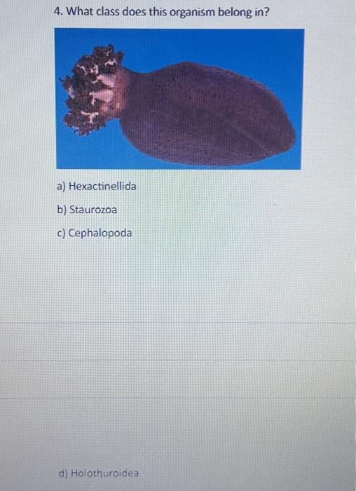 Solved 4. What class does this organism belong in? a) | Chegg.com