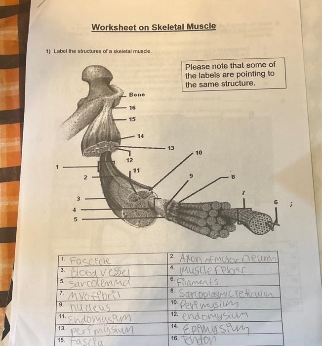 Solved Worksheet on Skeletal Muscle3) Match the descriptions | Chegg.com