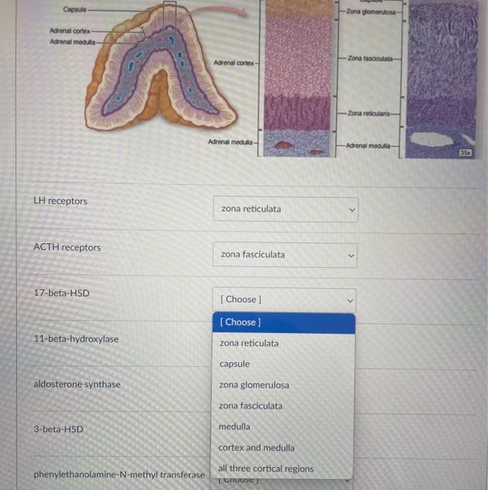 Solved LH receptors ACTH receptors 17-beta-HSD | Chegg.com