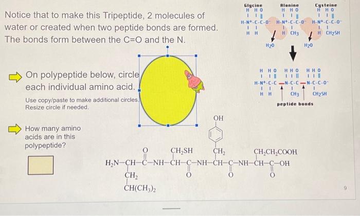 Solved ⇒ On polypeptide below, circle each individual amino | Chegg.com