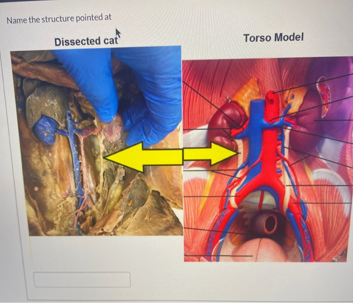 Solved Name the structure pointed at Dissected cat Torso | Chegg.com