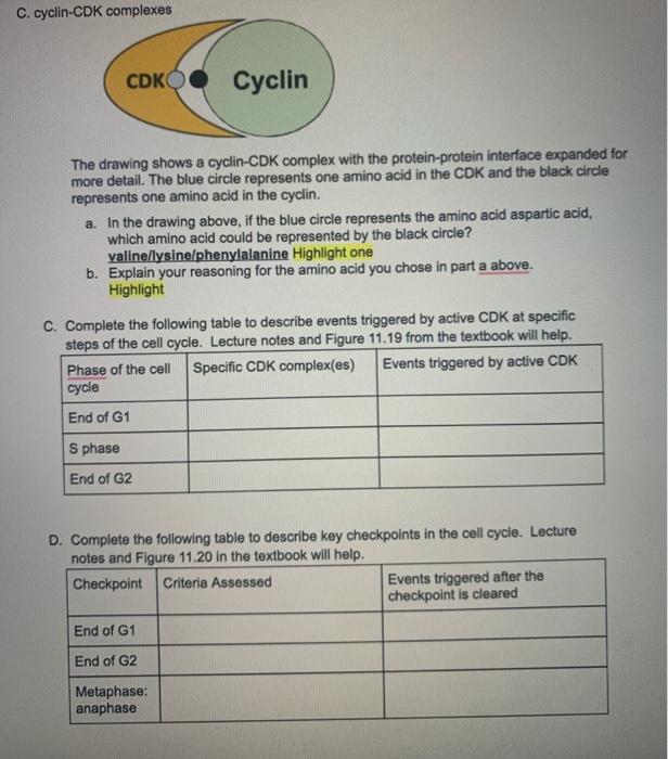 C. cyclin-CDK complexes CDKQ Cyclin The drawing shows | Chegg.com