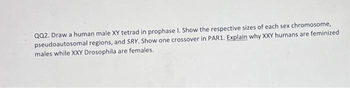 Solved QQ2. Draw a human male XY tetrad in prophase I. Show | Chegg.com