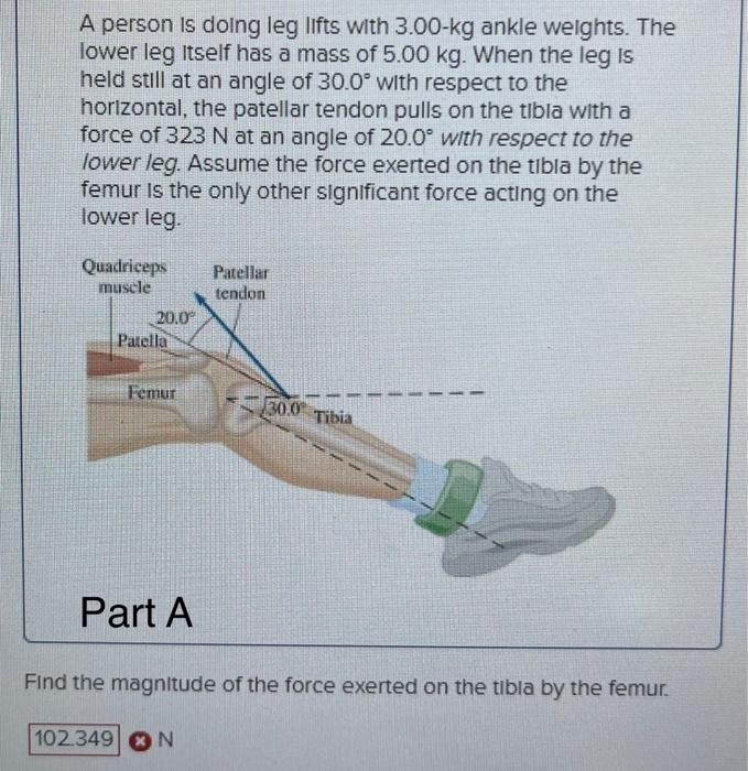 Solved A person is doing leg lifts with 3.00−kg ankle | Chegg.com