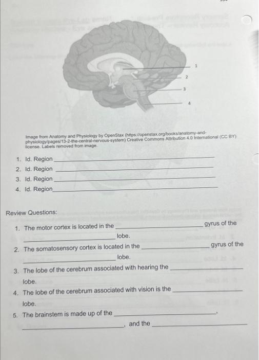 Solved Sensory Receptors Pre-Lab Name Anatomy Review - The | Chegg.com