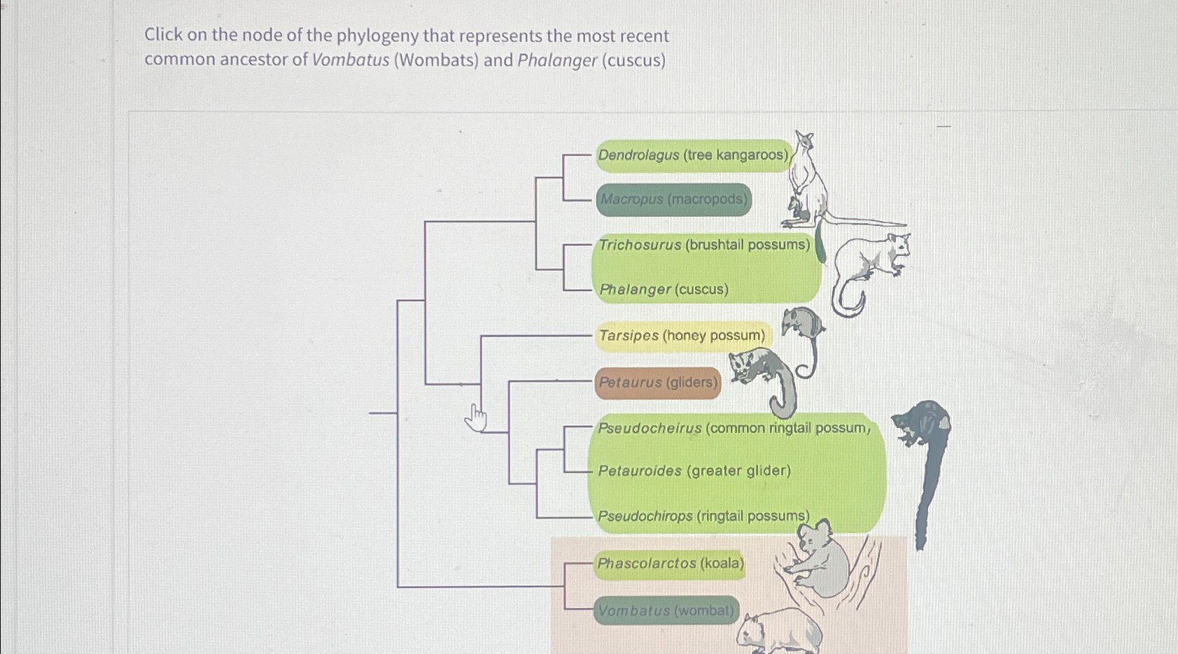 Solved Click on the node of the phylogeny that represents | Chegg.com