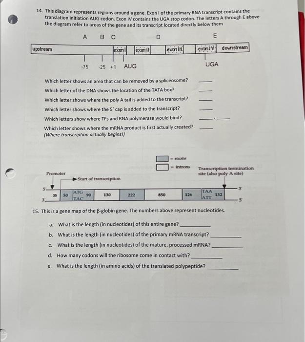 Solved 5. Gene Map Questions Upstream and downstream are | Chegg.com