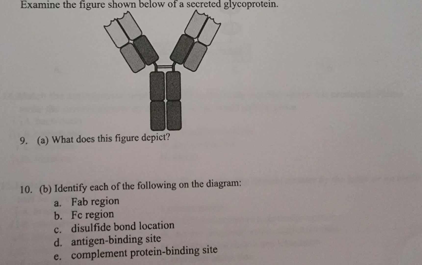 Solved Examine the figure shown below of a secreted | Chegg.com