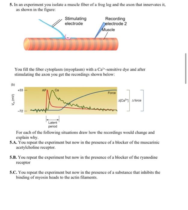 Solved 5. In an experiment you isolate a muscle fiber of a | Chegg.com